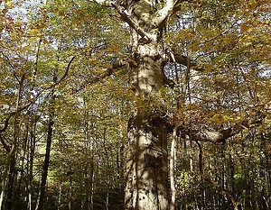 Top 20 Hardest Wood In The World (Based On Janka Hardness)