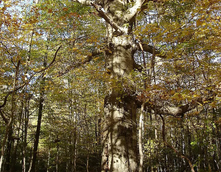 Top 20 Hardest Wood In The World (Based On Janka Hardness)