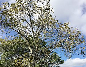 Top 20 Hardest Wood In The World (Based On Janka Hardness)