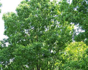 Top 20 Hardest Wood In The World (Based On Janka Hardness)