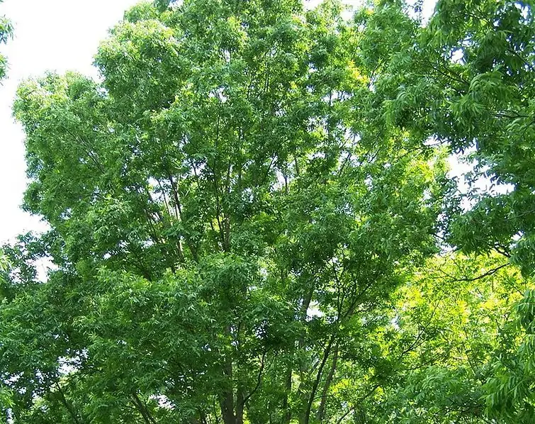 Top 20 Hardest Wood In The World (Based On Janka Hardness)