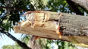 What Is Mango Wood? Its Characteristics, Properties & Uses