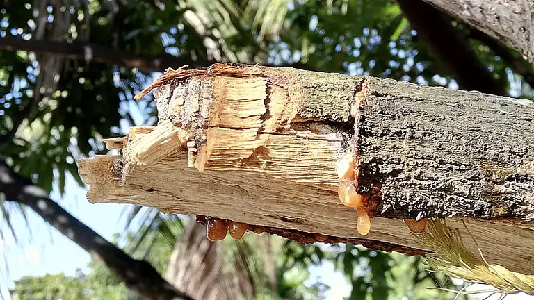 What Is Mango Wood? Its Characteristics, Properties & Uses