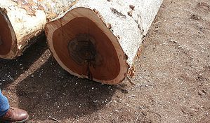 Top 20 Hardest Wood In The World (Based On Janka Hardness)