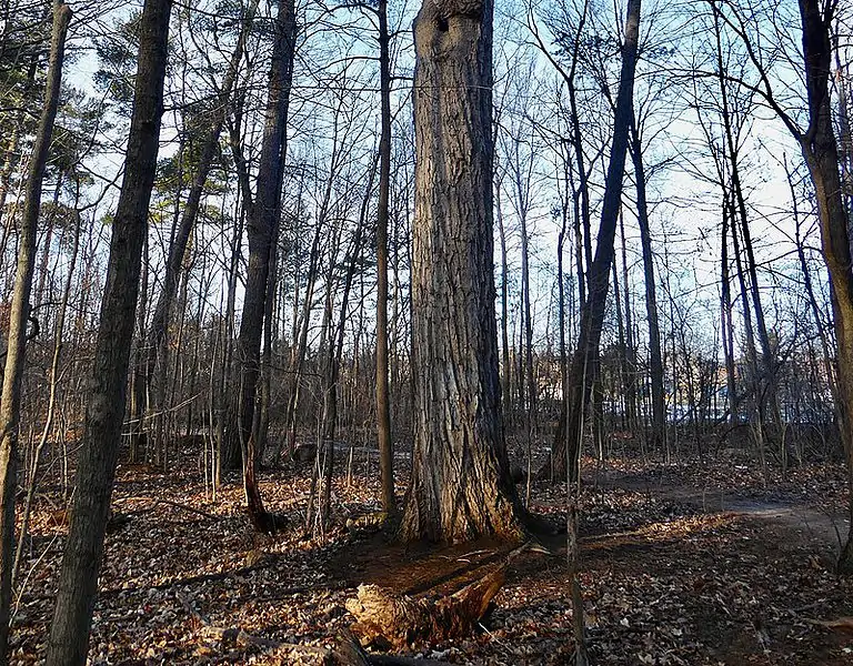 Top 20 Hardest Wood In The World (Based On Janka Hardness)