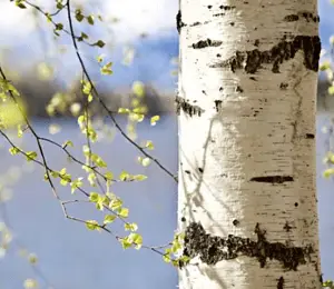 Aspen Vs Birch: What's The Difference & Which Is Better?